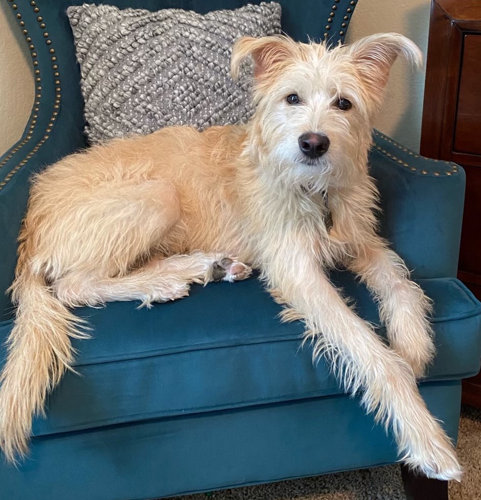 Dell Pets: Behind the Scenes with Grayson
