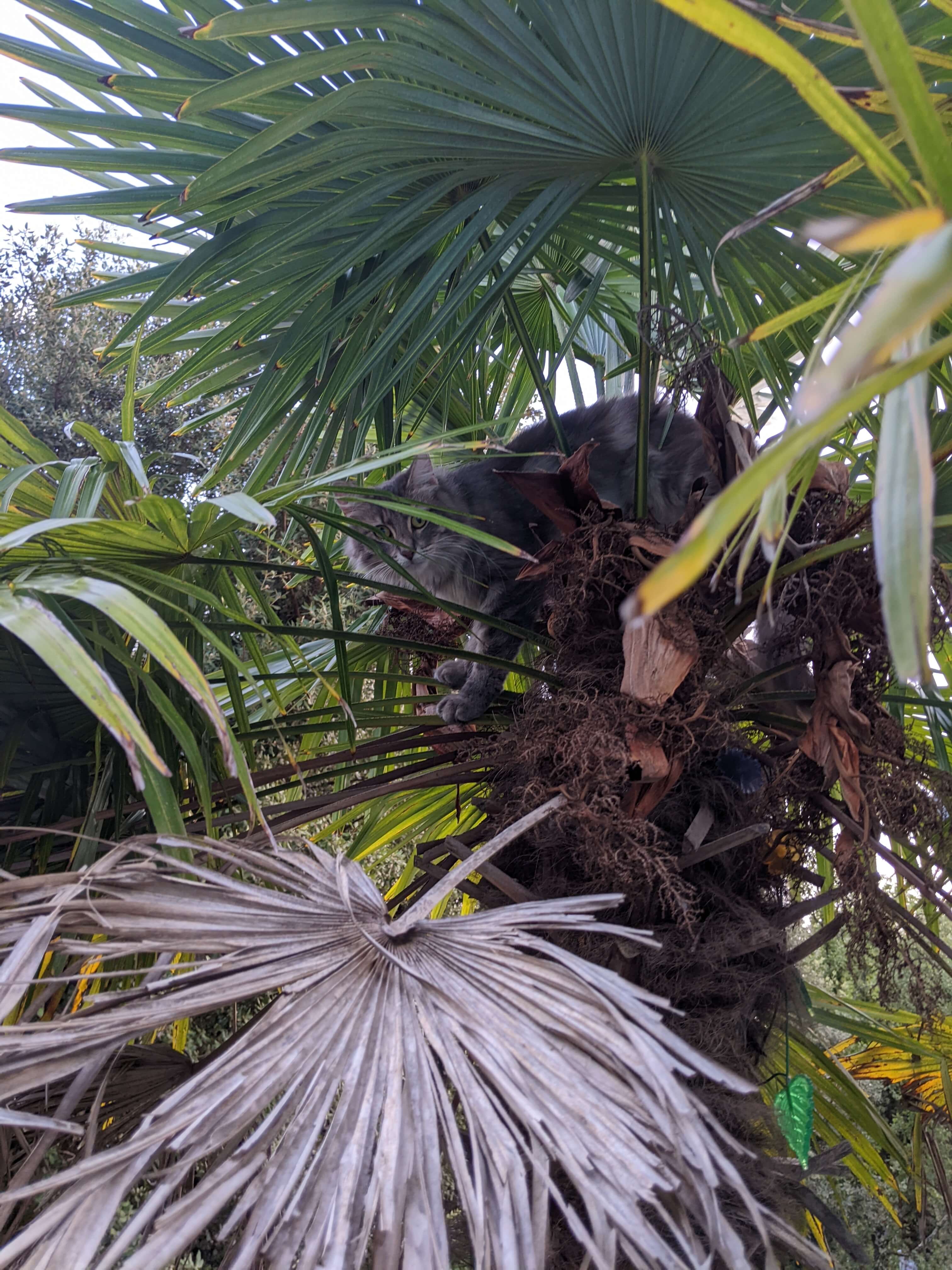 Dell Pets: Behind the Scenes with Scruffy