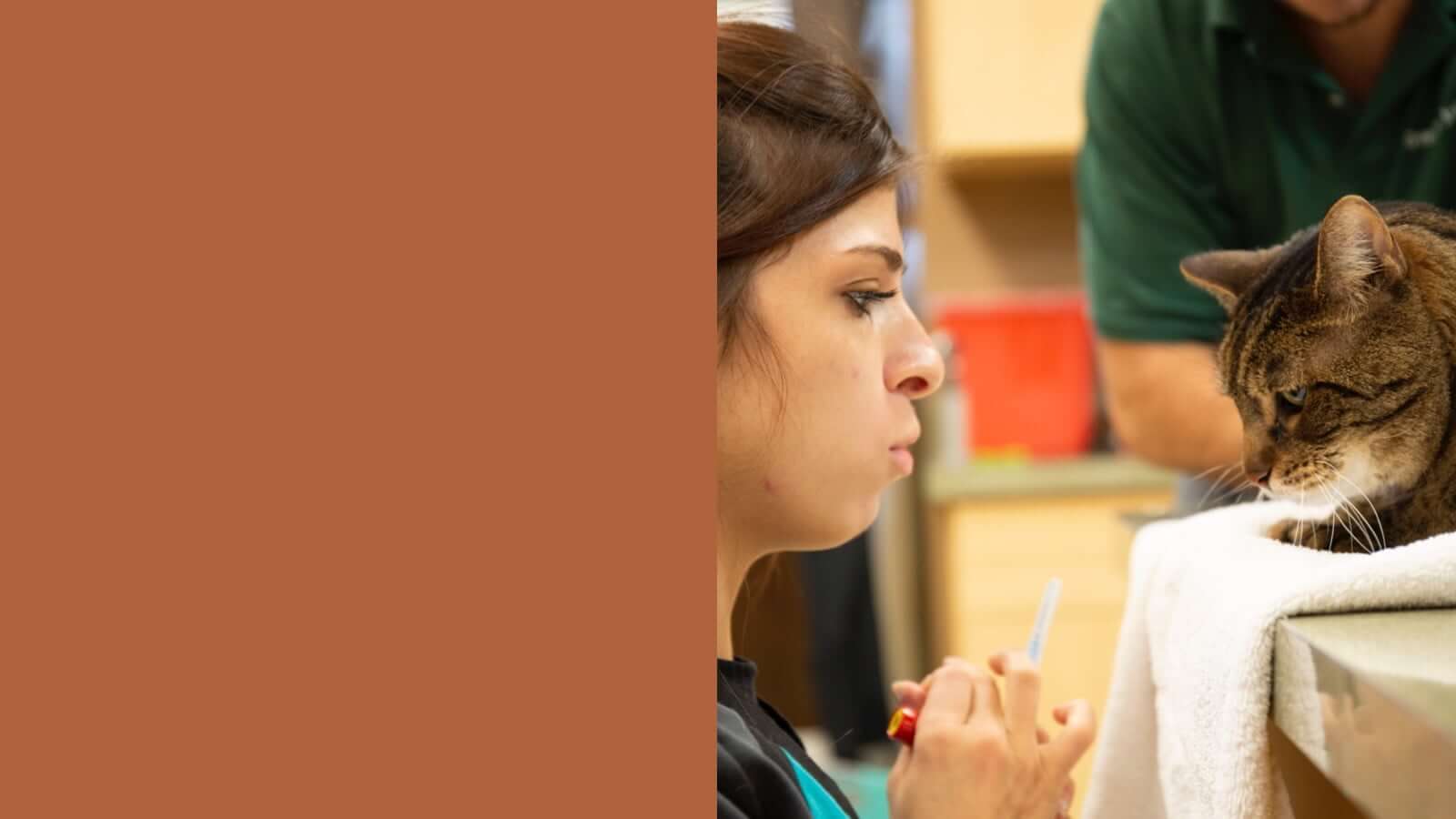 Learn About Veterinary Technician Jobs and Careers with Heartland