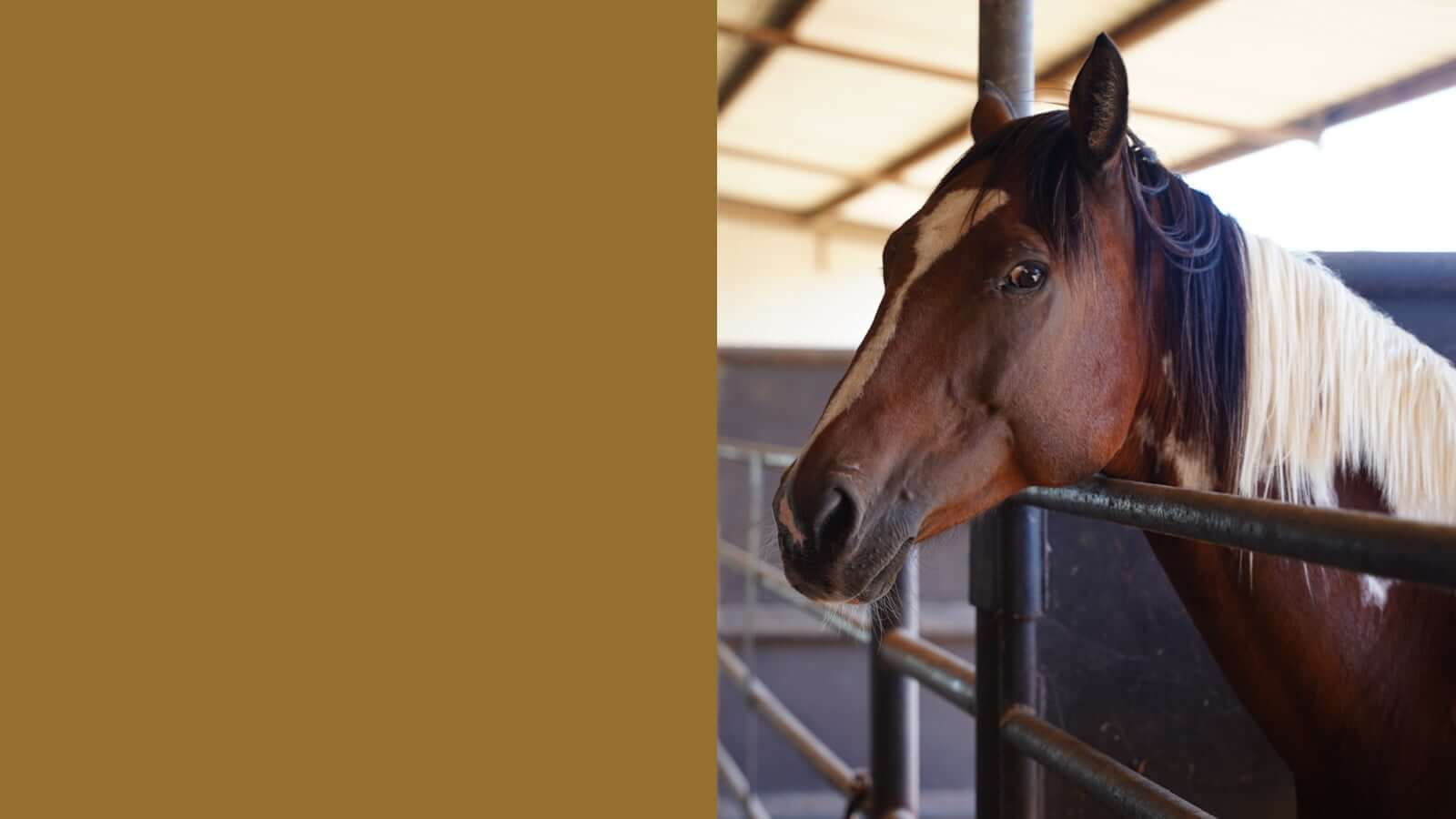 Support Center Jobs and Careers with Heartland Veterinary Partners