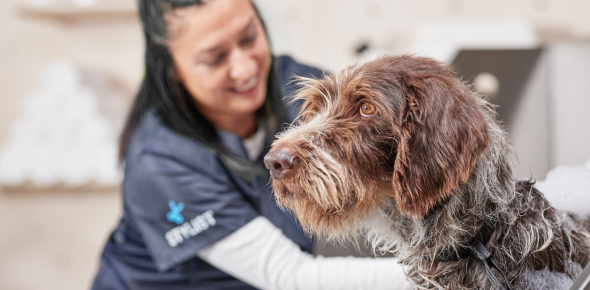 Grooming Careers Overview